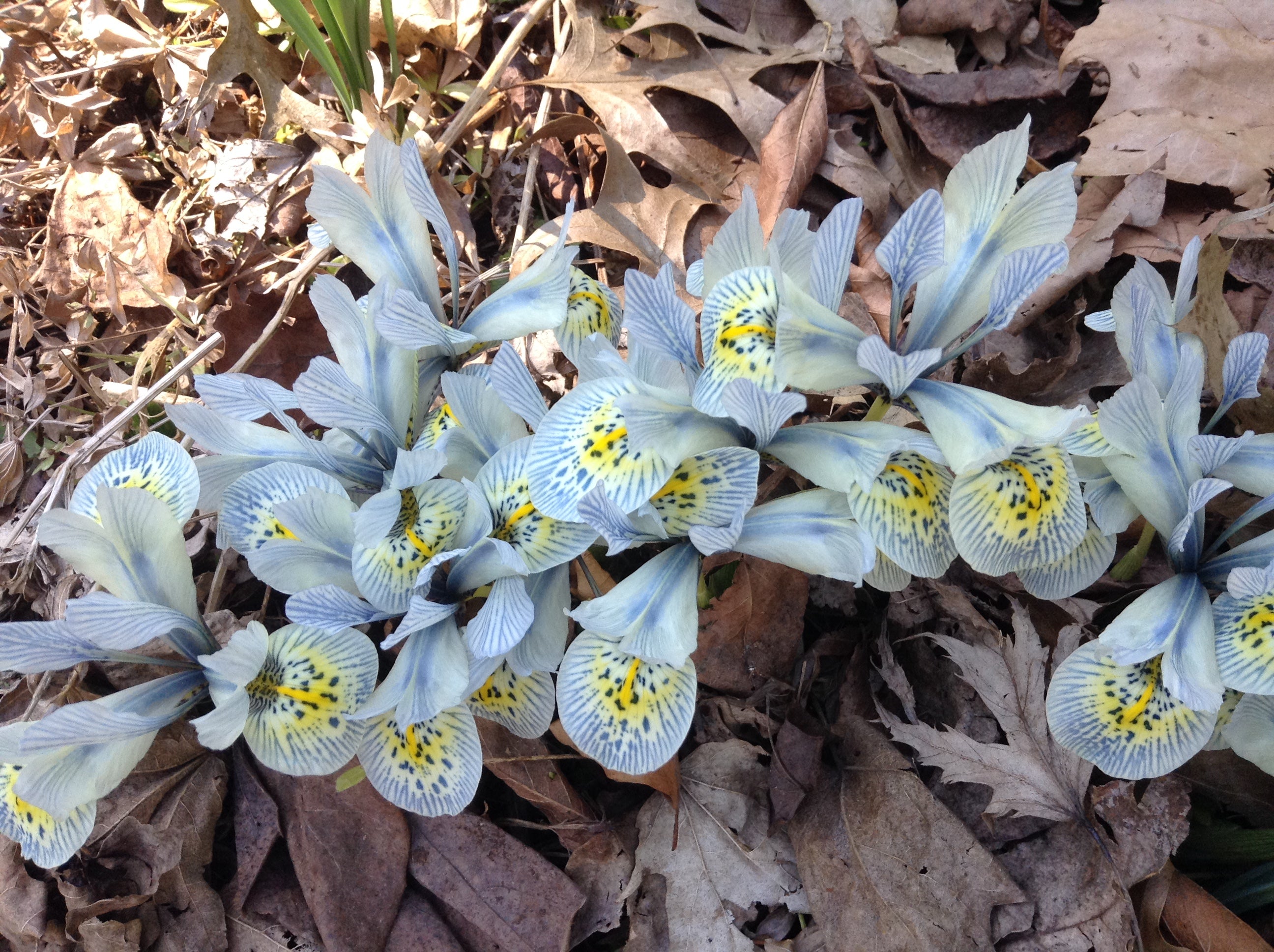 How to Grieve – Robin McGauley